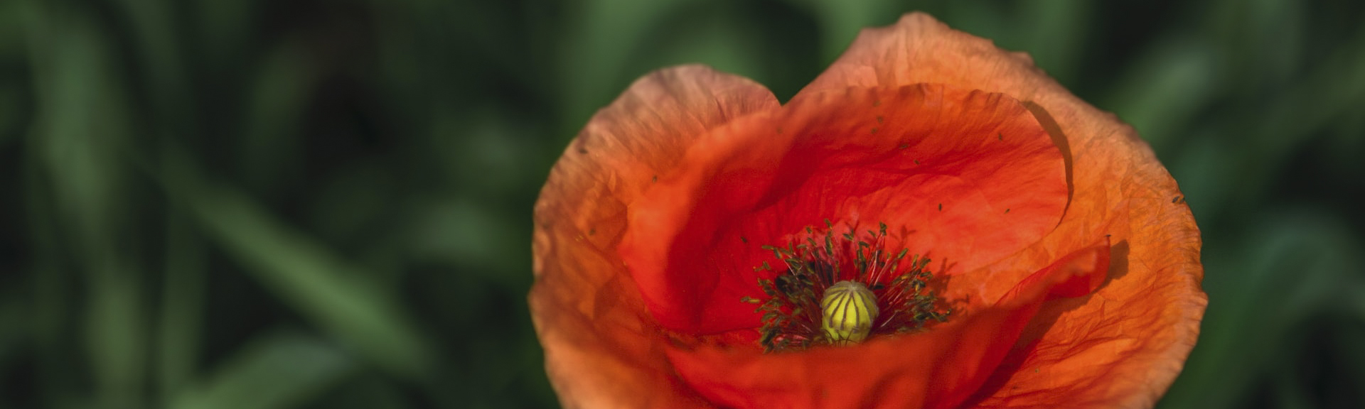 Canada's Home for Stunt Performers | StuntList